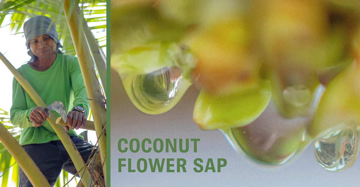 Top Health Benefits of Coconut Flower Sap – CÓCOES Philippines